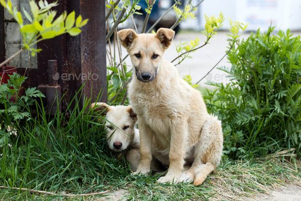 Small puppies of stray dogs Stock Photo by oleghz | PhotoDune