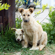 Small puppies of stray dogs Stock Photo by oleghz | PhotoDune