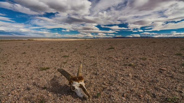 Skull of a Dead Animal in the Gobi Desert. Mongolia, Stock Footage