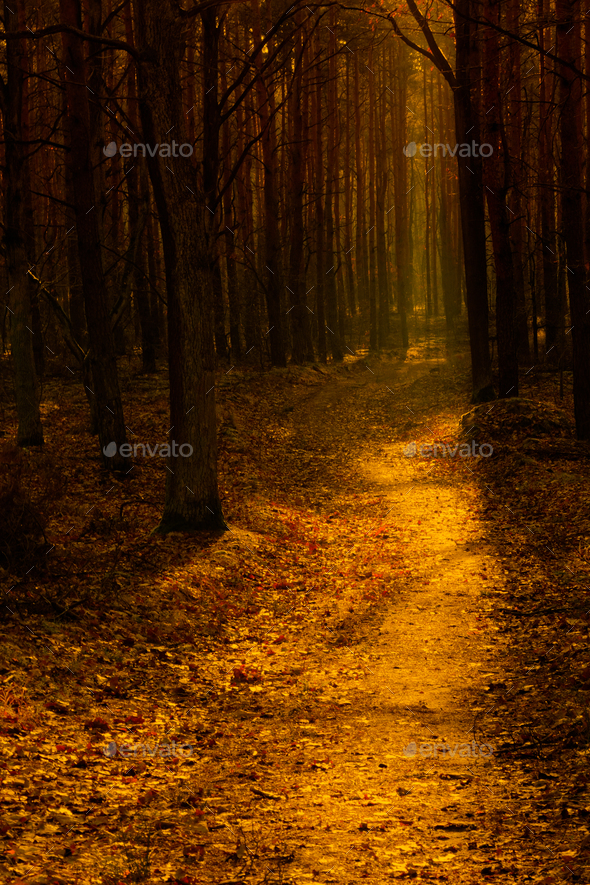 Forest path in the warm autumn light Stock Photo by tomek61 | PhotoDune