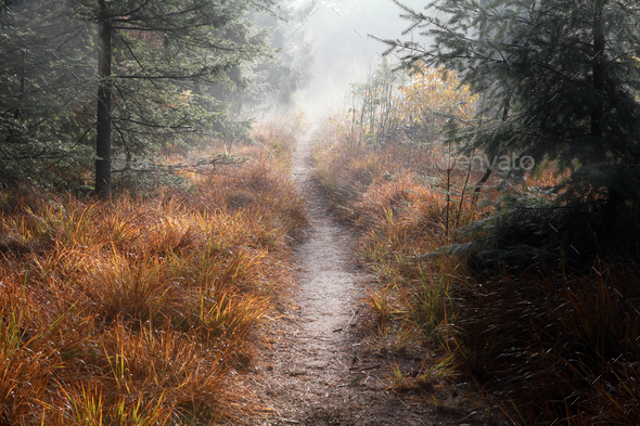 path in misty autumn forest Stock Photo by catolla | PhotoDune