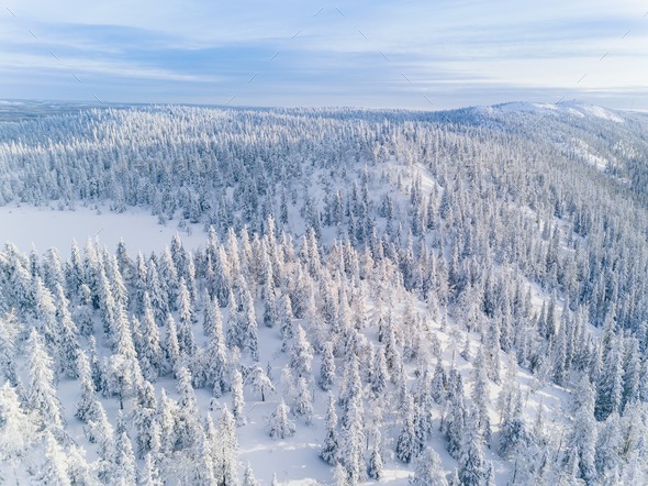 Aerial view of winter forest covered in snow in Finland, Lapland. Stock ...