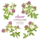 Clover Vector Set by cuttlefish84 | GraphicRiver