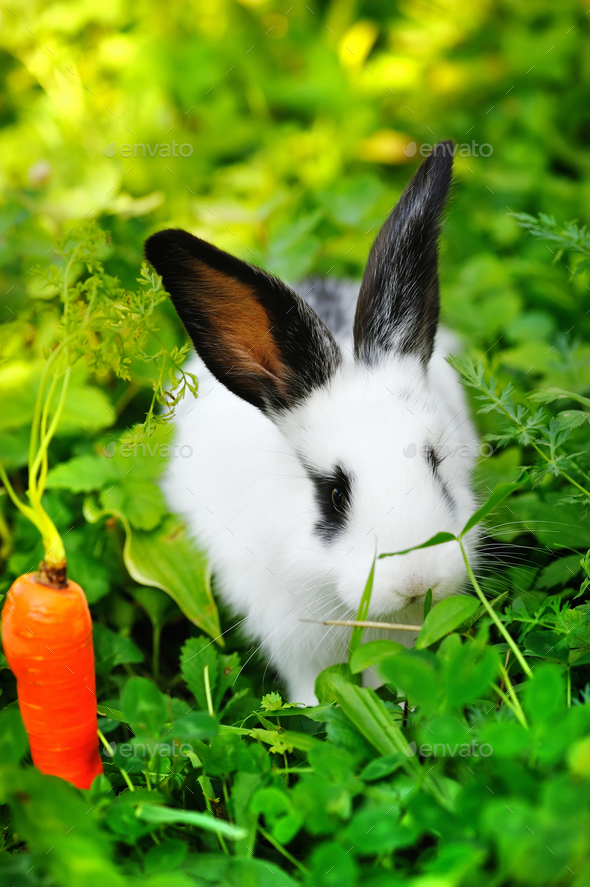 Funny baby white rabbit with a carrot in grass Stock Photo by Nataljusja