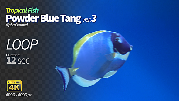 Powder Blue Tang 3, Motion Graphics | VideoHive