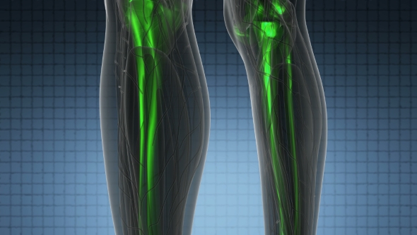 Human Body with Visible Skeletal Bones, Motion Graphics | VideoHive