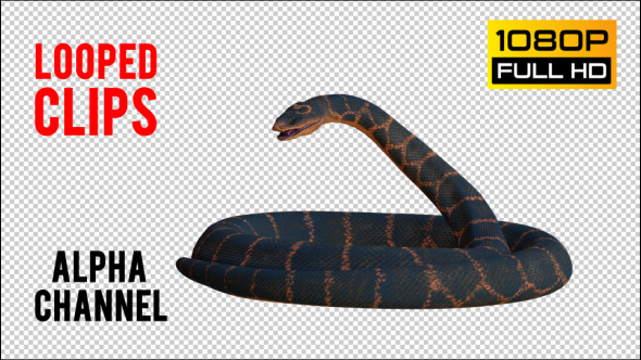 Snake 1 Realistic Pack 2, Motion Graphics | VideoHive