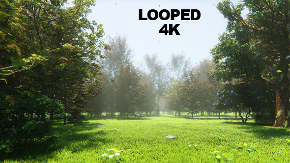 Forest, Motion Graphics | VideoHive