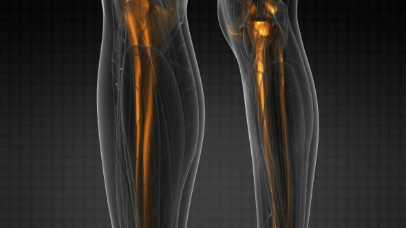 Human Body with Visible Skeletal Bones, Motion Graphics | VideoHive