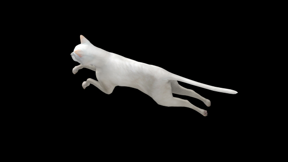 White Cat Run, Motion Graphics | VideoHive