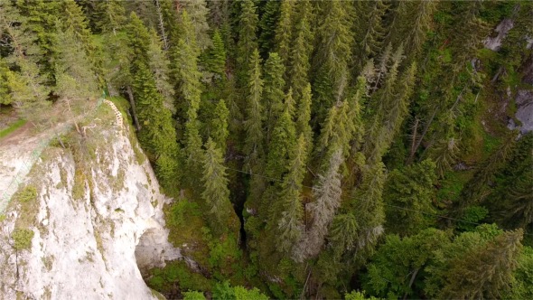 Trees in Wild Nature, Stock Footage | VideoHive