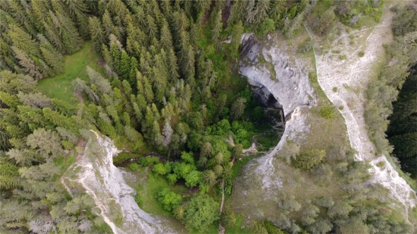 Beautiful Wild Forest, Stock Footage | VideoHive