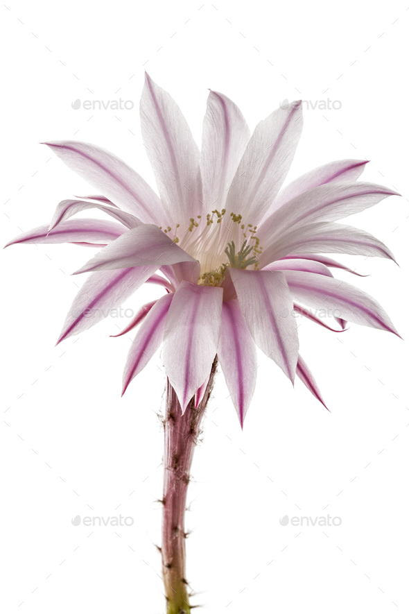 Beautiful soft pink cactus flower, isolated on white background Stock ...