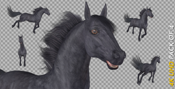 Black Horse - Gallop Loop - Pack of 4 - 4K, Motion Graphics | VideoHive