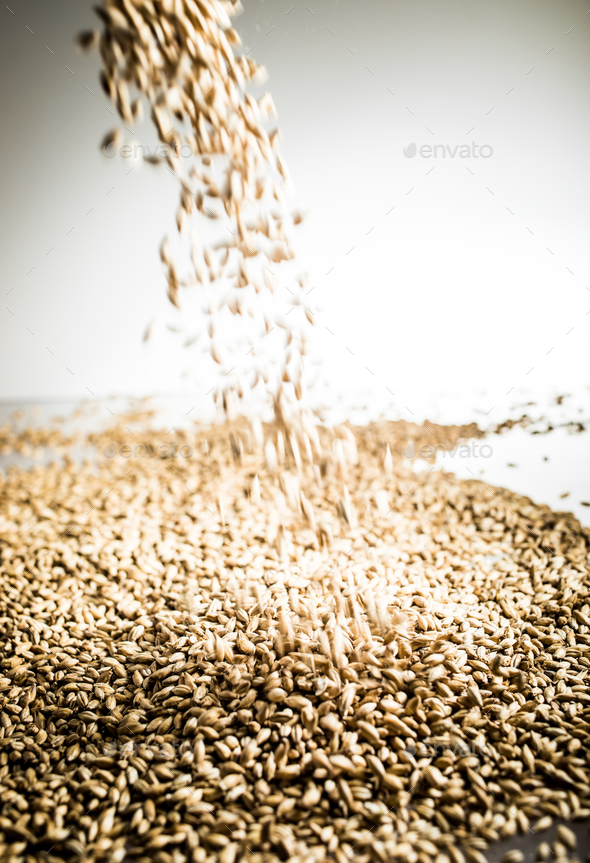 Falling Pilsner Malt Beer Grain Heap on a White Table Stock Photo by aetb