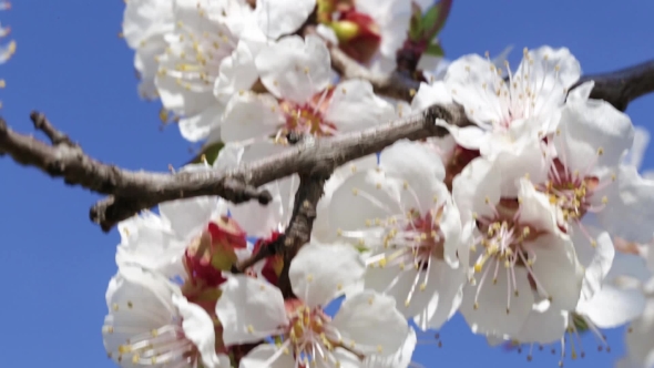Fresh Spring Background, Stock Footage | VideoHive