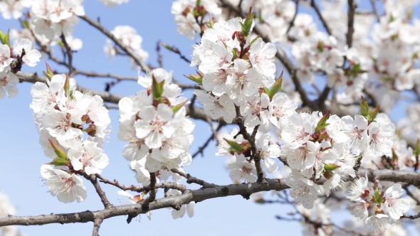 Fresh Spring Background, Stock Footage | VideoHive