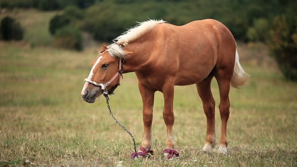 Horse in the Field, Stock Footage | VideoHive