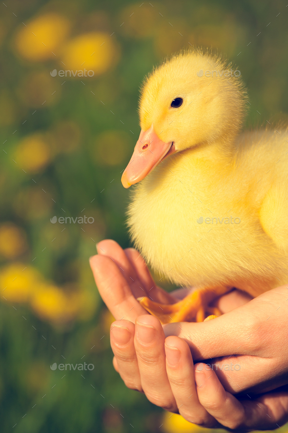 Little yellow duckling Stock Photo by goinyk | PhotoDune