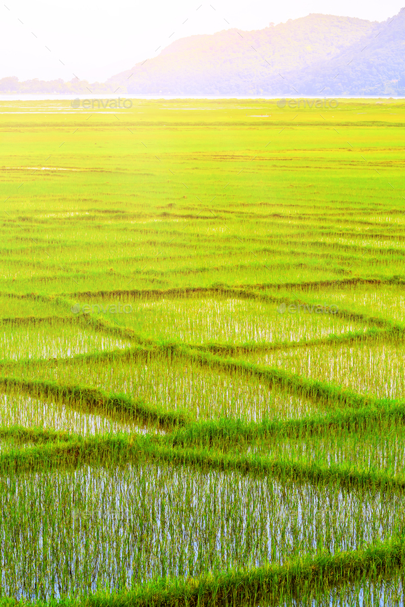paddy fields in Nepal Stock Photo by goinyk | PhotoDune