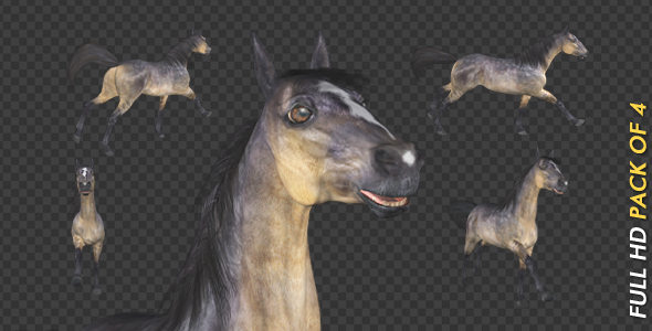 Grulla Horse - Gallop Loop - Pack of 4, Motion Graphics | VideoHive