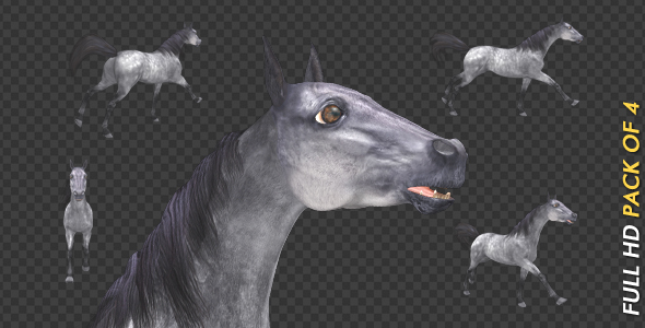 Gray Horse - Gallop Loop - Pack of 4, Motion Graphics | VideoHive