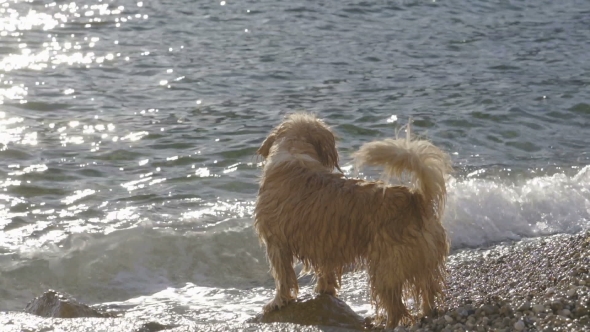 Funny Dog Barking at the Waves and Trying To Bite Water Splashes, Stock ...