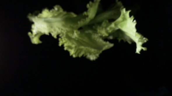 Lettuce Leaf Falling on a Black Surface in, Stock Footage | VideoHive