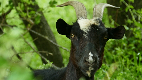 Goat Chewing, Stock Footage | VideoHive