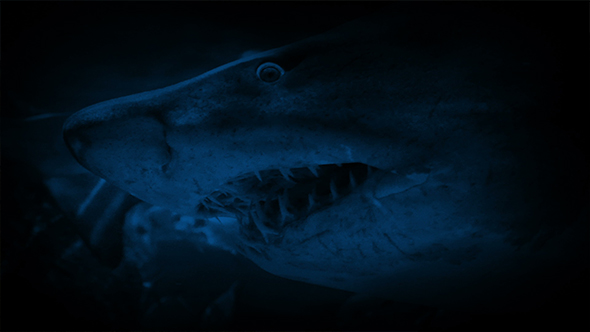 Huge Shark Swims Past At Night, Stock Footage | VideoHive