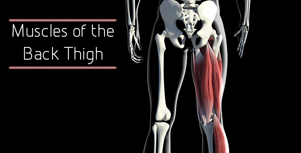 Muscles Of The Back Thigh, Motion Graphics | VideoHive