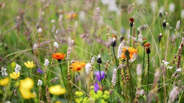 Abstract Background of Alpine Flowers, Stock Footage | VideoHive