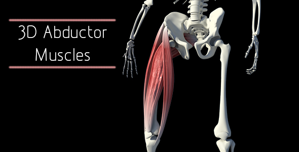 3D Abductor Muscles, Motion Graphics | VideoHive