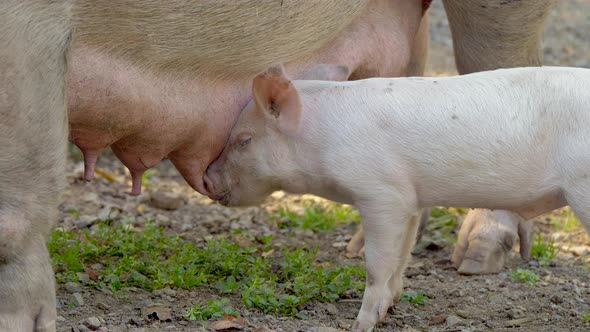 Close up shot of Cute Piglet drinking milk from Udder of mother at farm ...
