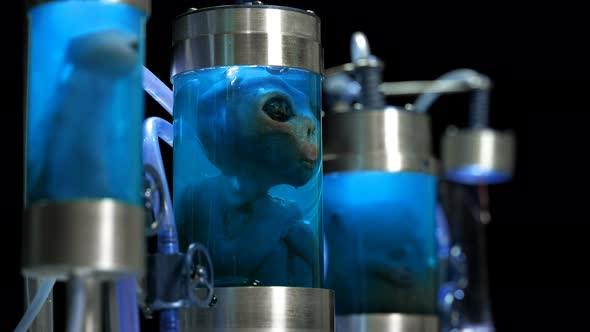 Aliens in Cylindrical Glass Vessels (Flasks), in a Liquid with Air ...