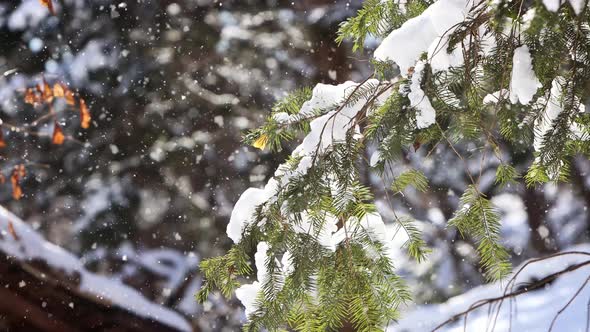 Snowy forest, beautiful and comfortable winter sentimental landscape ...