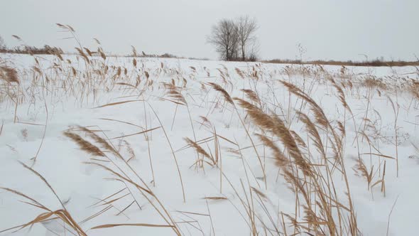 Wind stirs the reeds in winter on the shore of a snow covered lake ...