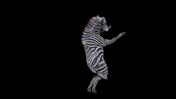 45 Zebra Dancing HD, Motion Graphics | VideoHive