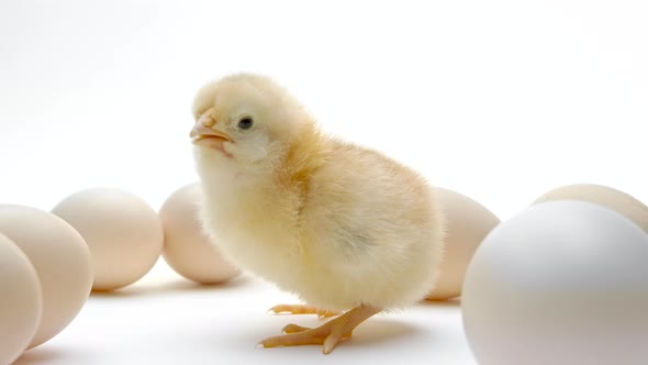 Newborn Chick Among Unhatched Chickens in Eggs, Stock Footage | VideoHive