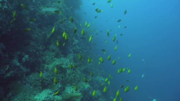 Coral Reef and Tropical Fish. Bali, Indonesia, Stock Footage | VideoHive