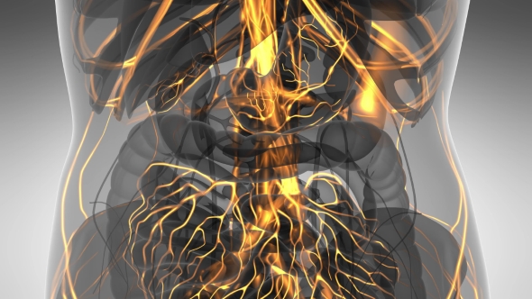 Human Body with Glow Blood Vessels, Motion Graphics | VideoHive