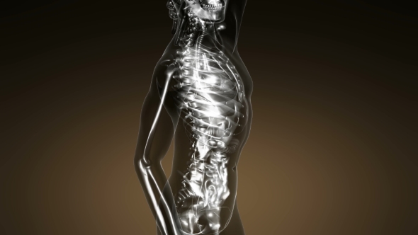 Human Body with Visible Skeletal Bones, Motion Graphics | VideoHive