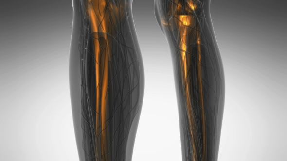 Human Body with Visible Skeletal Bones, Motion Graphics | VideoHive