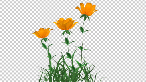 Growing Yellow Flower, Motion Graphics | VideoHive
