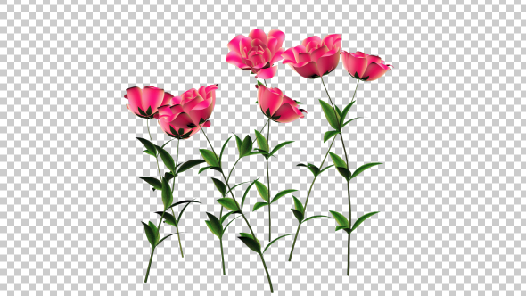 Growing Rose Flower, Motion Graphics | VideoHive