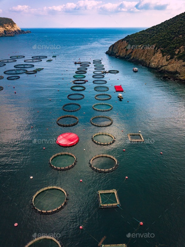 Salmon fish farm with floating cages. Aerial view Stock Photo by nblxer
