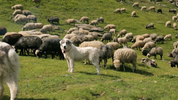Dogs Guarding the Flock of Sheep, Stock Footage | VideoHive