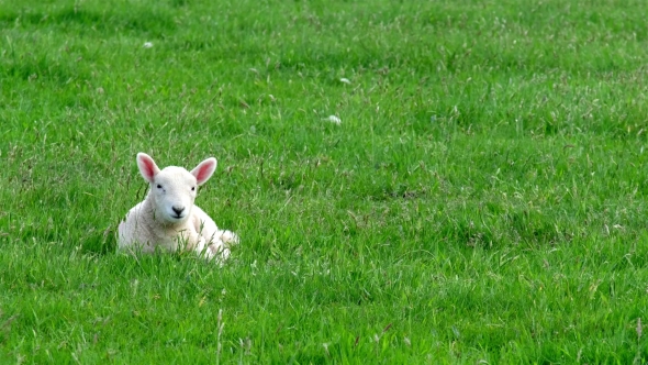 Cute Little Lamb Waking Up, Stock Footage | VideoHive