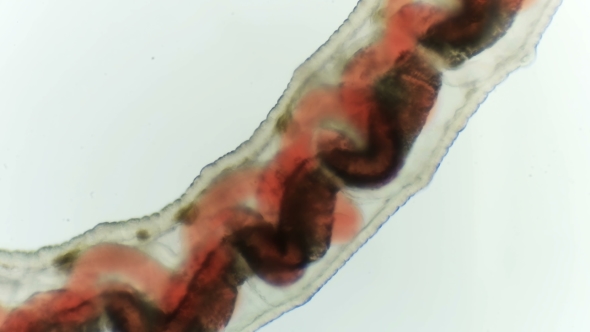 a Transparent Larva Under the Microscope, with Internal Organs, As Is ...