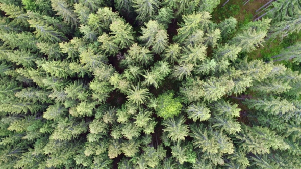 Aerial Shot of Green Forest, Stock Footage | VideoHive